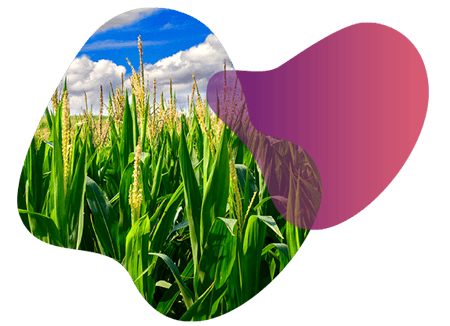 sbeadex Lightning Page